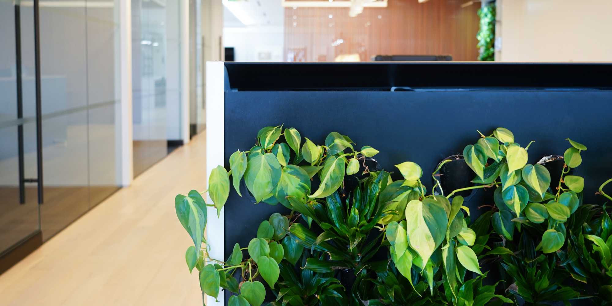 Testing Single-Pass VOC Removal Efficiency of an Active Green Wall ...