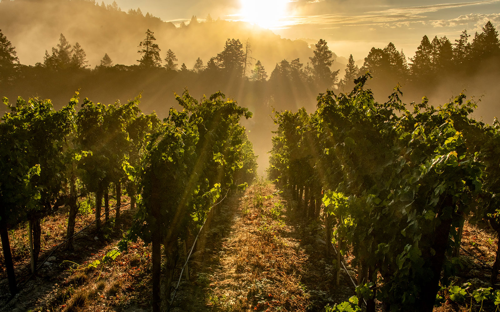Cakebread Cellars - Upptäck vingård med viner i världsklass — Ward Wines