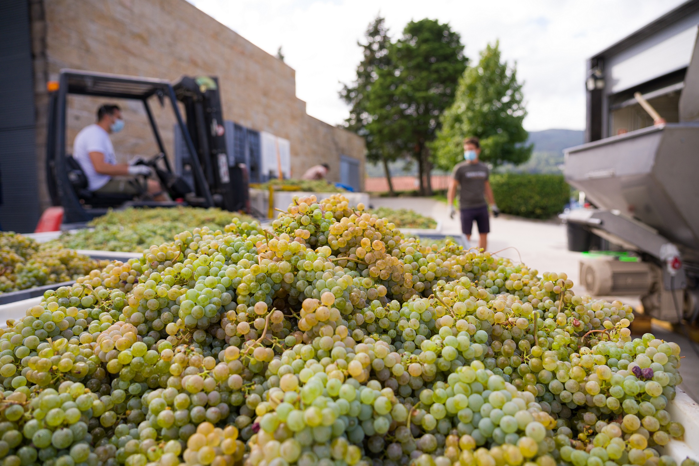 Alvarinho - upptäck vin gjort på Portugals stolhet - druvan Alvarinho ...