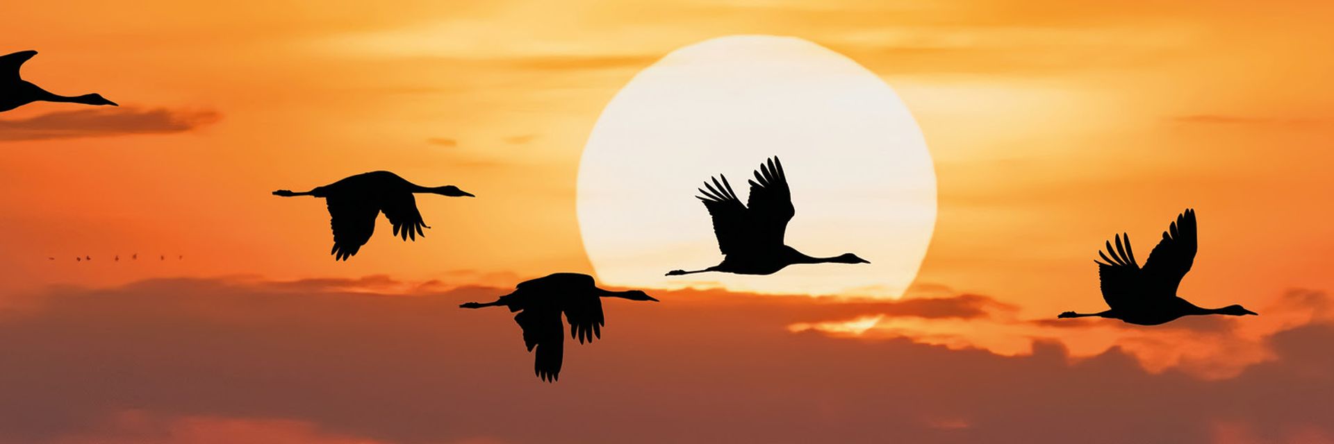 Early Bird Price Promise early-bird-price-promise