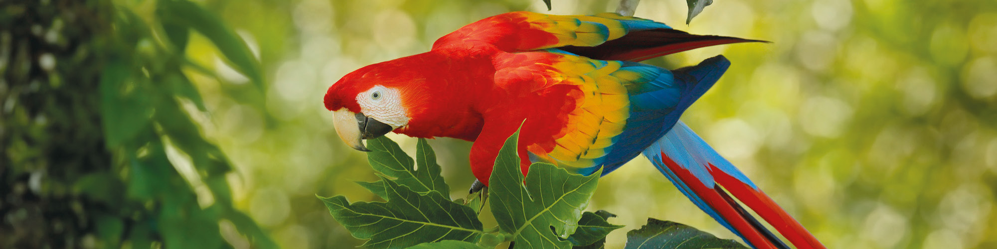 Twitching Tours: Guided Birdwatching Holidays and Trips