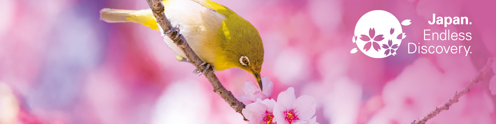 Sakura Culture: Japan's Love for Cherry Blossom
