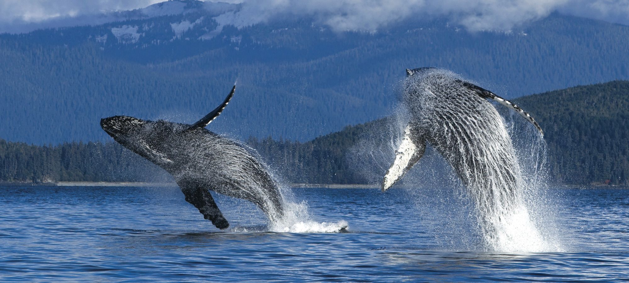Newfoundland and Nova Scotia