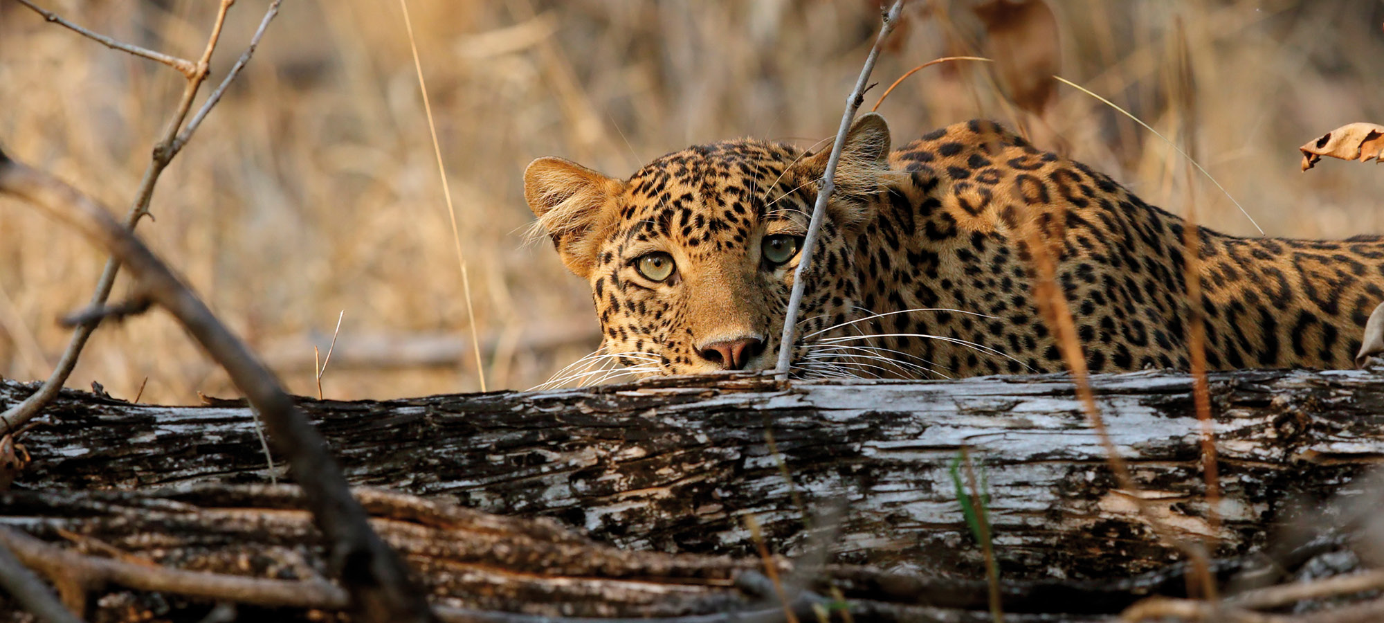 Wild wonders of India: Exploring wildlife on safari