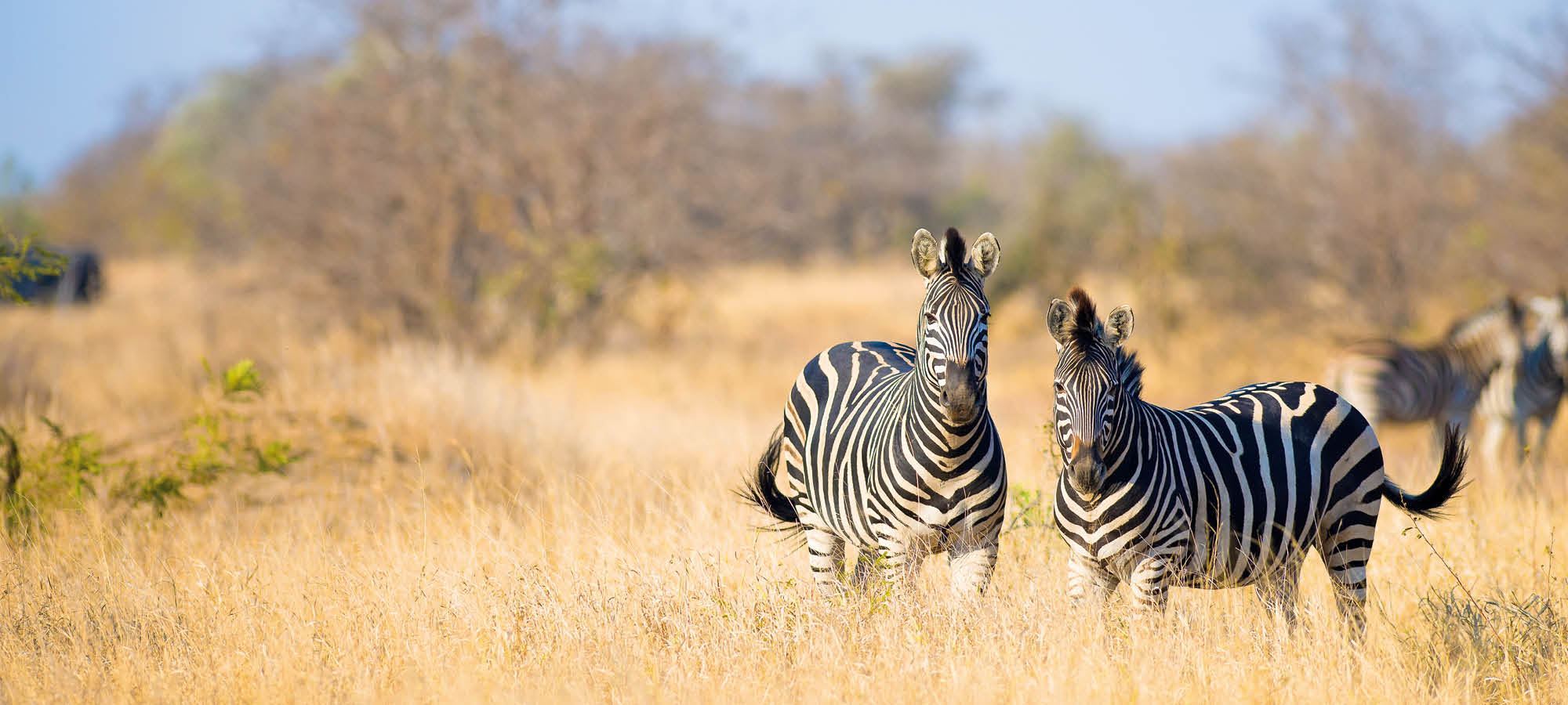 Discover the Incredible Wildlife of South Africa's Reserves