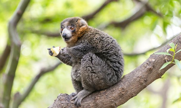 Madagascar - Land of the Lemur Tour