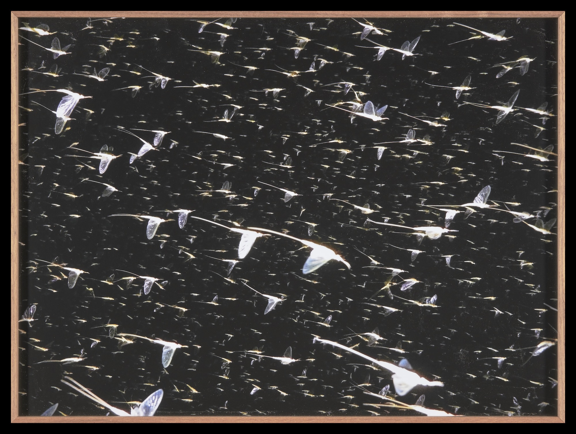 Foam Collection - Mayflies by D. McLeod, on lo cation ELA, Canada ...