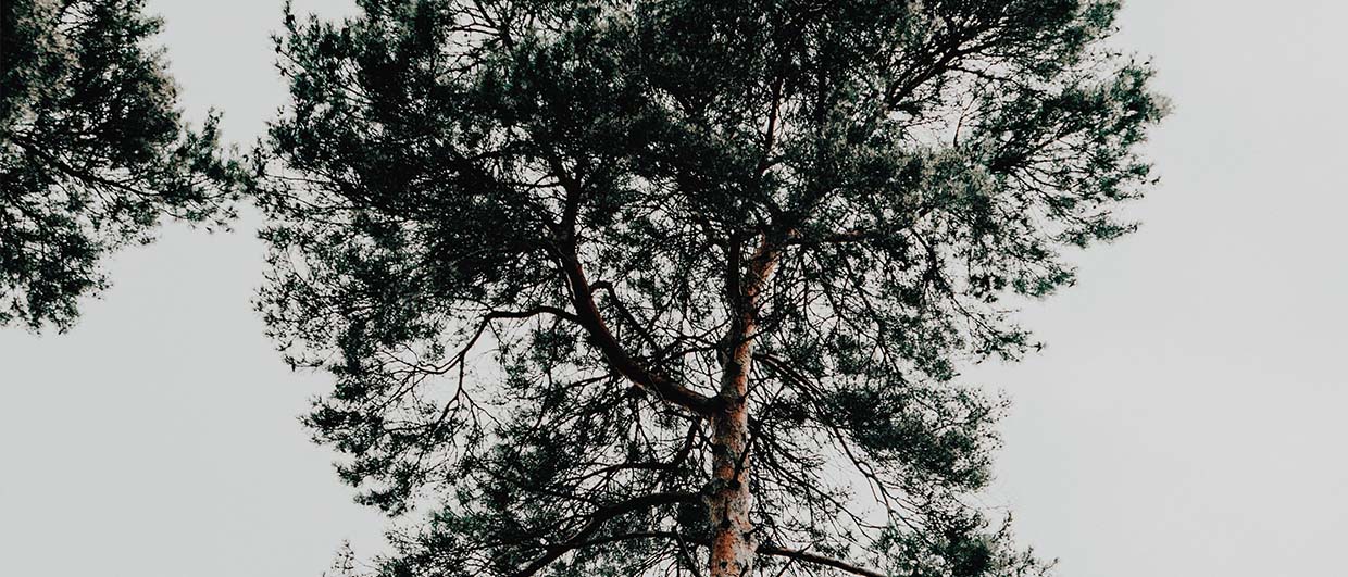 Evolving Lab - Loopings