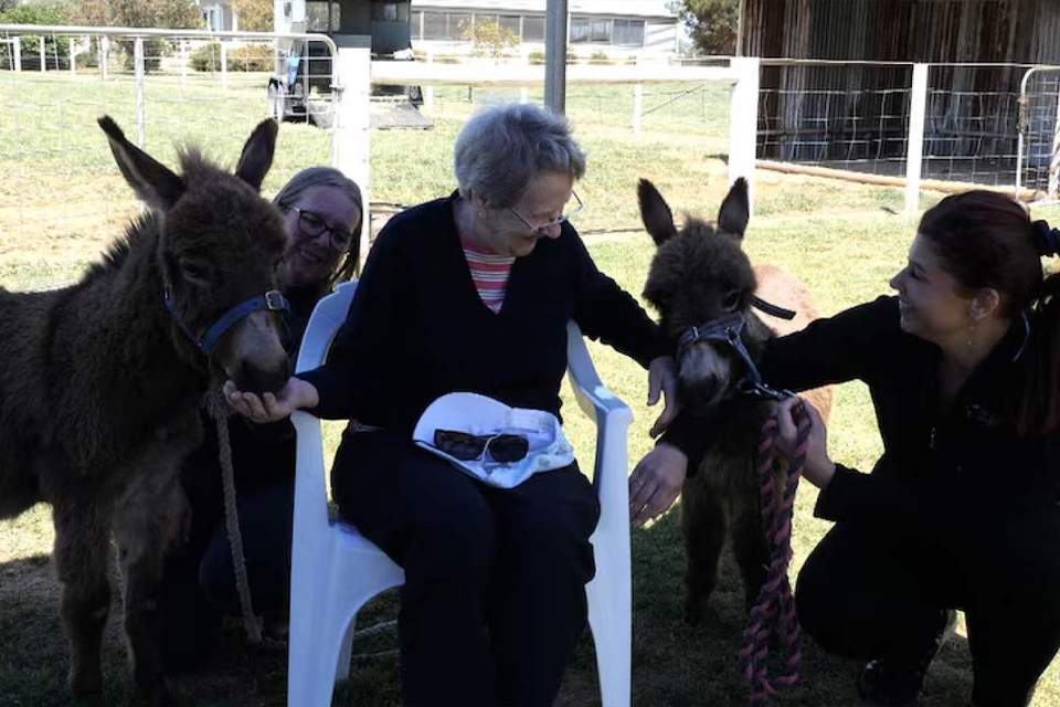 Donkeys train to become aged care therapy animals – Compass