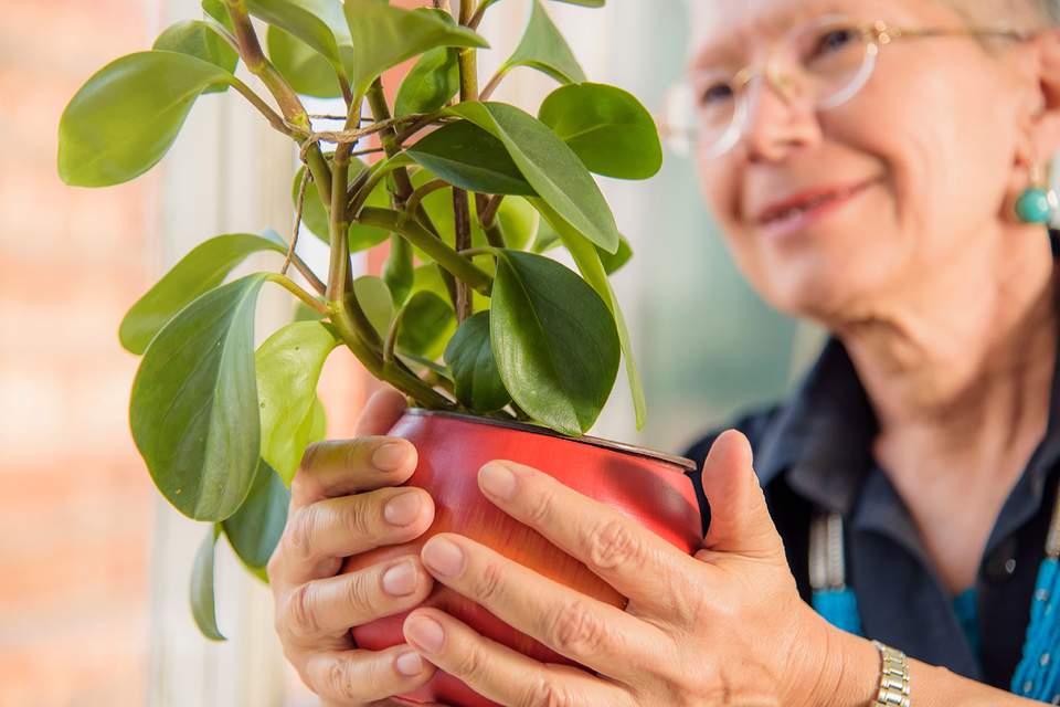 How plants can be key to unlocking memories in dementia patients – Compass