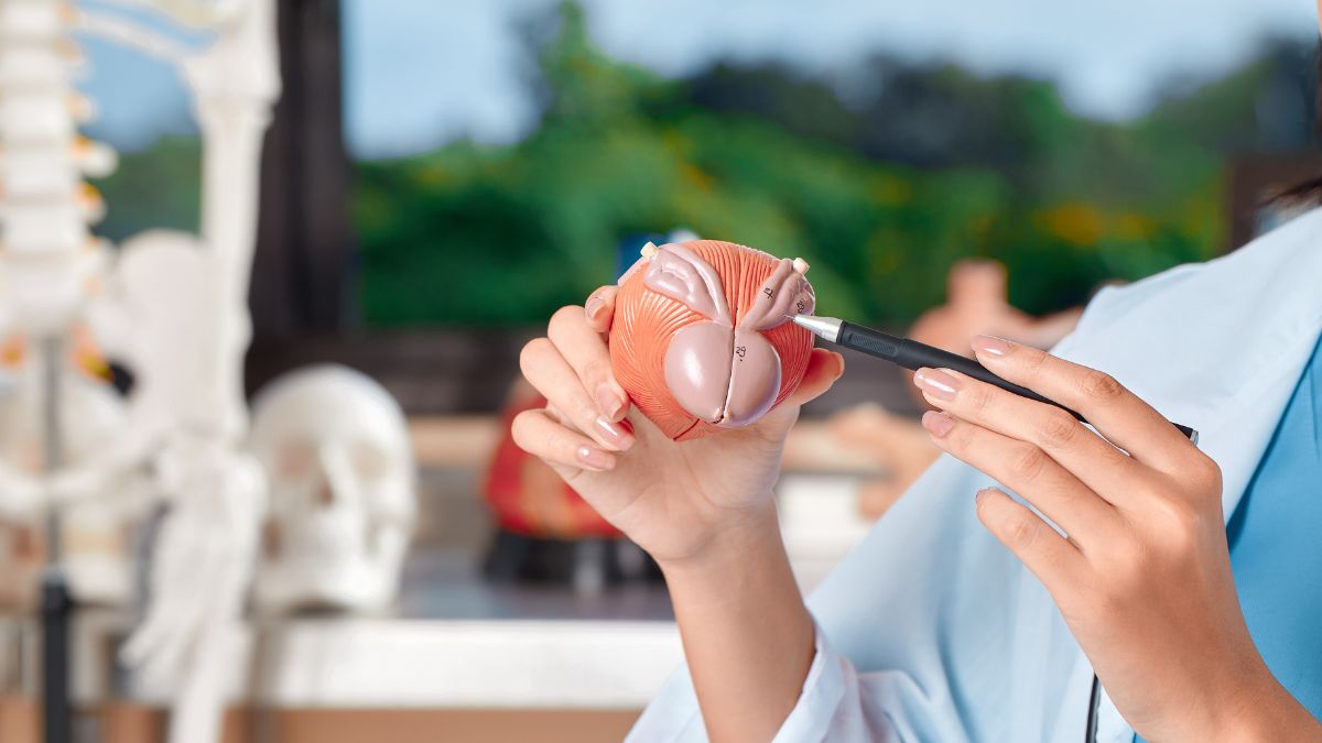 Female Bladder Capacity By Age: How Bladder Control Changes As We Age ...