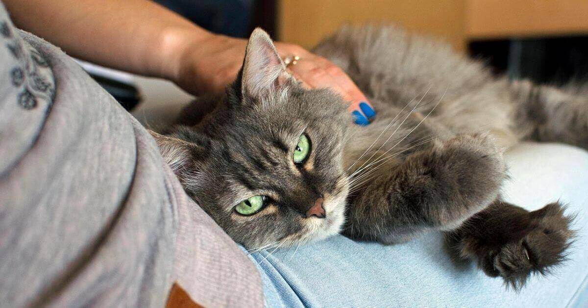 Quel chat adopter pour vivre en appartement ? | Pet Adoption