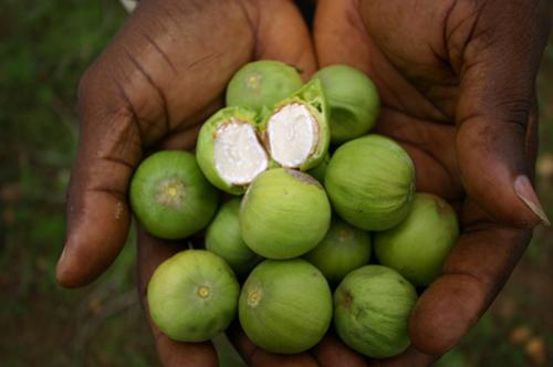 12 veelgestelde vragen over Shea Butter - Natural Heroes
