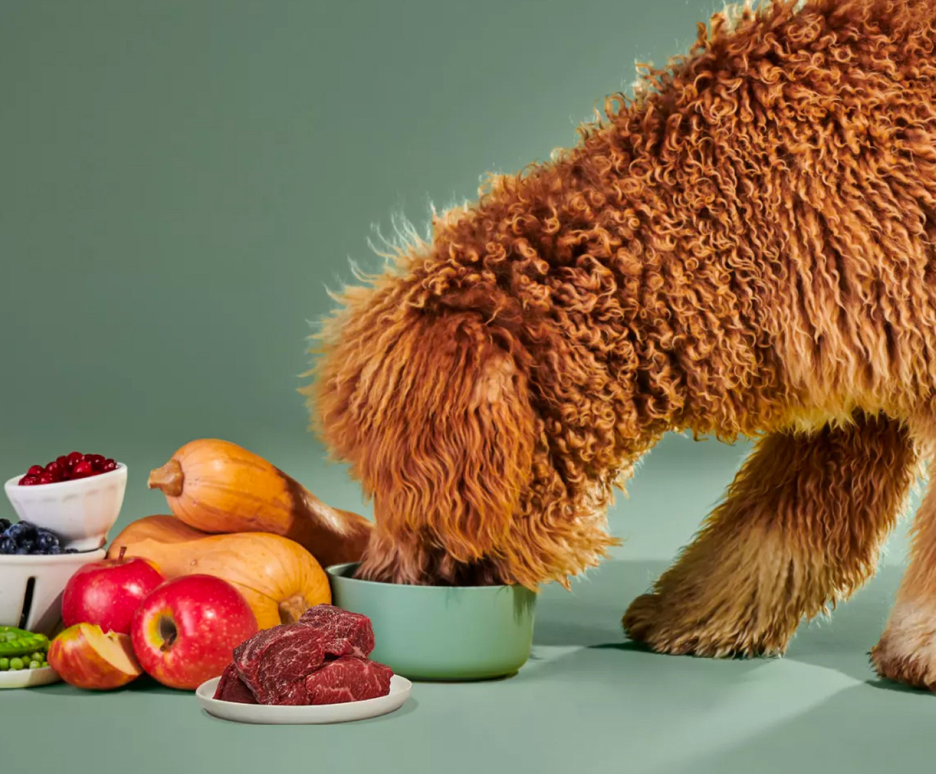 Ollie: Fresh & Healthy, Human-Grade Dog Food Delivery