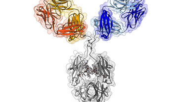 Roche | CrossMAb technology