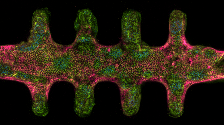 Roche | Growing human Organs-on-a-Chip