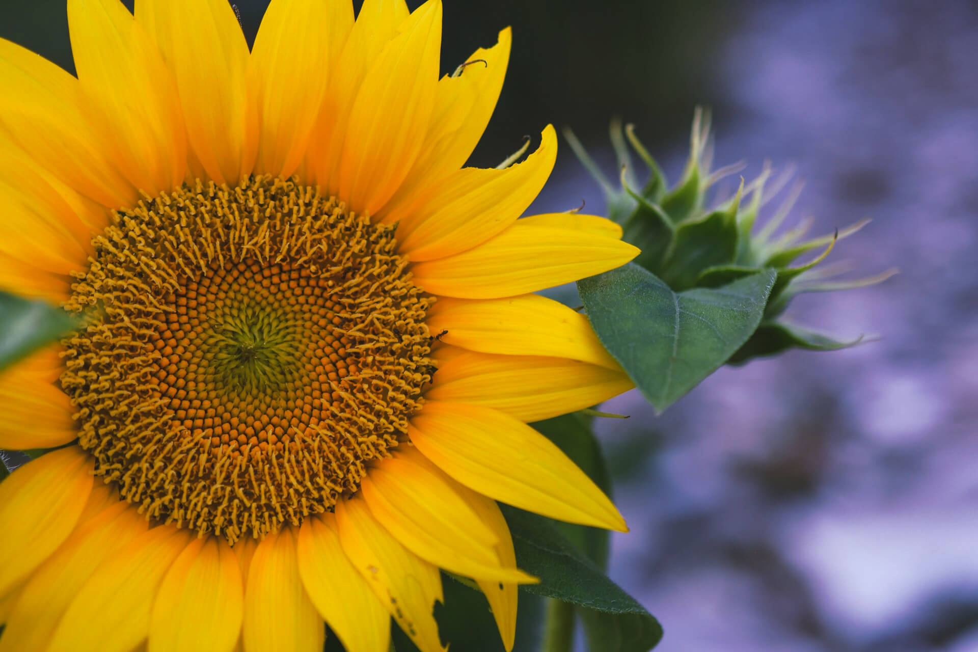 AVGUST 2025 - Napoved in vodstvo | Blog | Mojca Gotlib