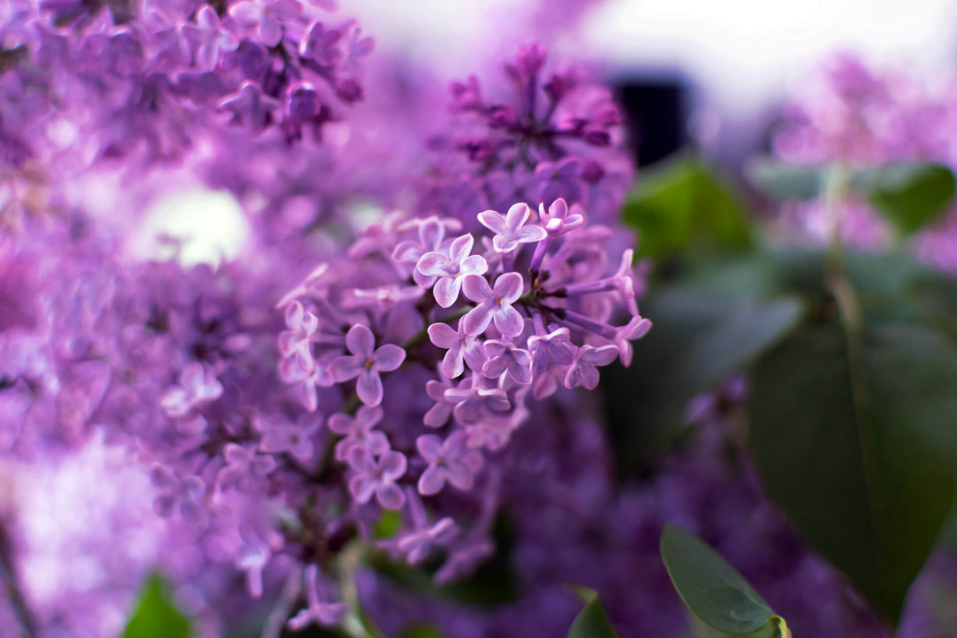 MAJ 2025 - Napoved in vodstvo | Blog | Mojca Gotlib