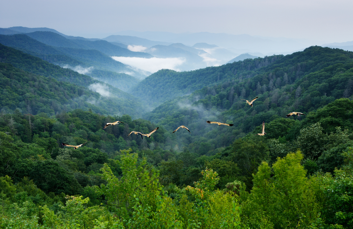 What is sustainable forestry?