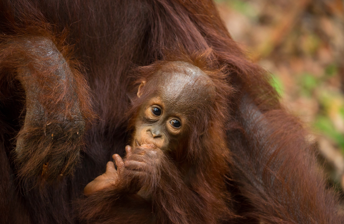 The role of nature-based projects in protecting endangered animals