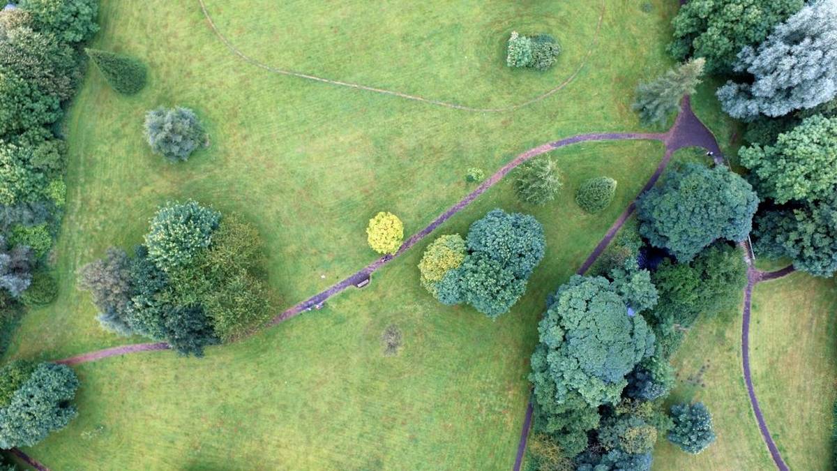 Why Do We Need Trees? | Earthly