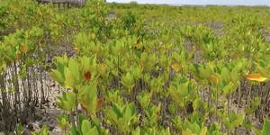 Mangrove Restoration, Delta Blue Carbon