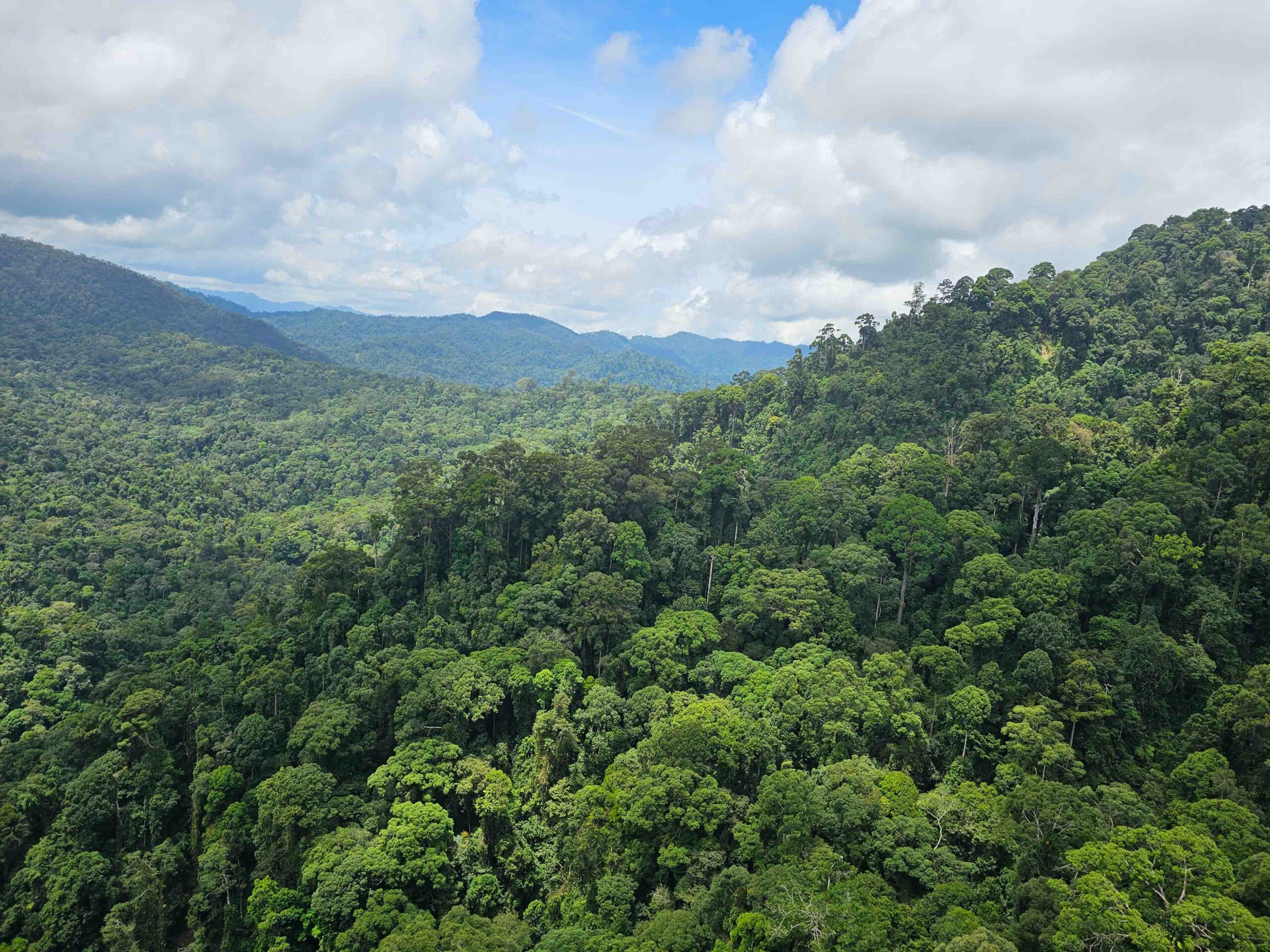 Rainforest conservation - Sabah, Malaysia
