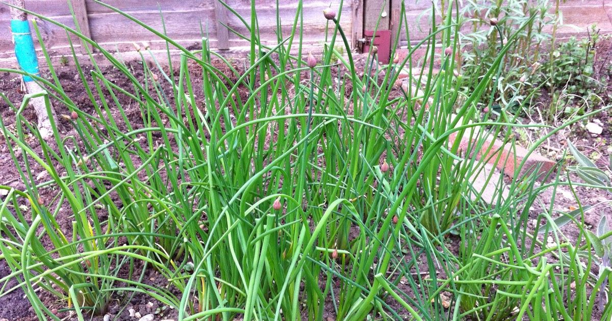 Growing Chives | Allotment Book