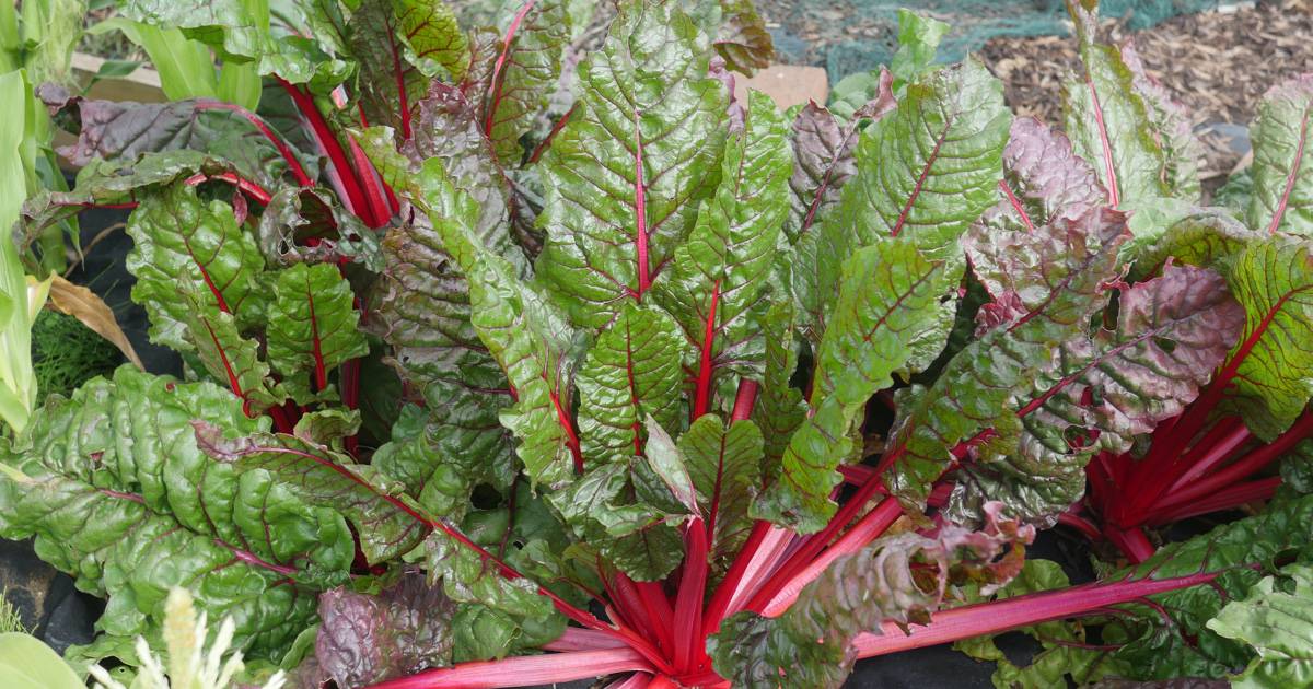 Swiss Chard Seed Planting Guide