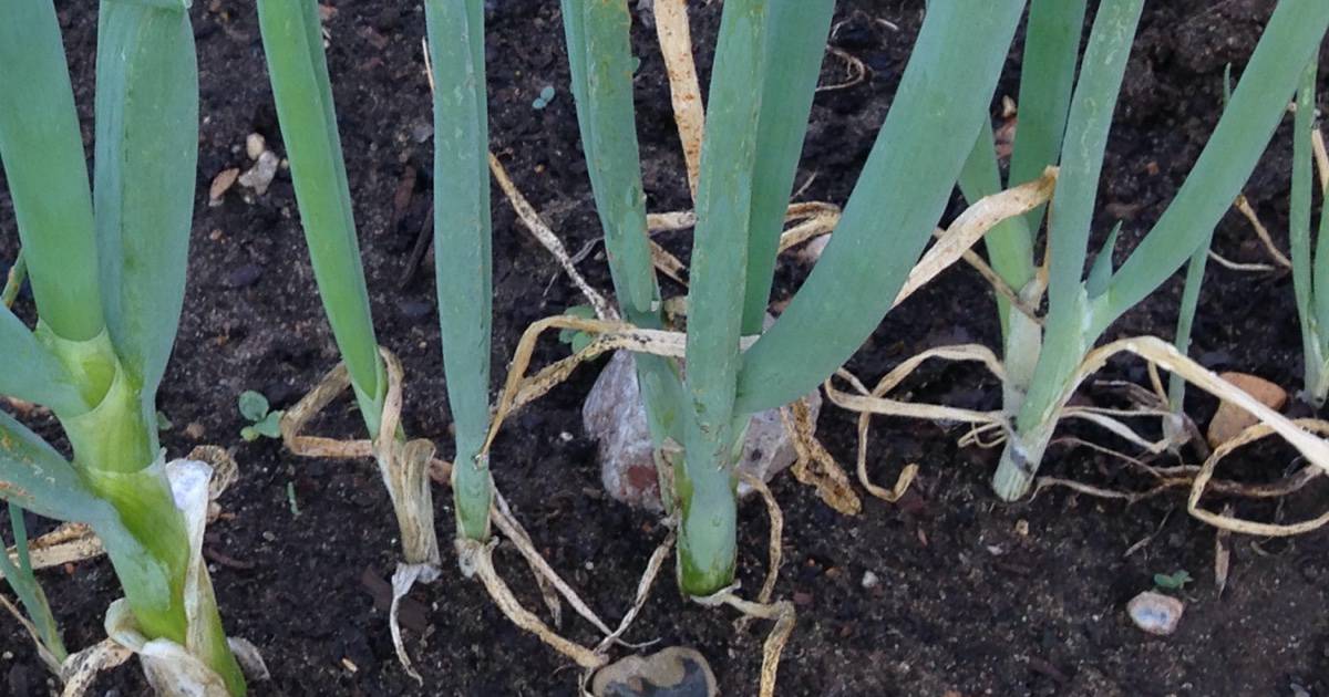 Growing Spring Onions | Allotment Book