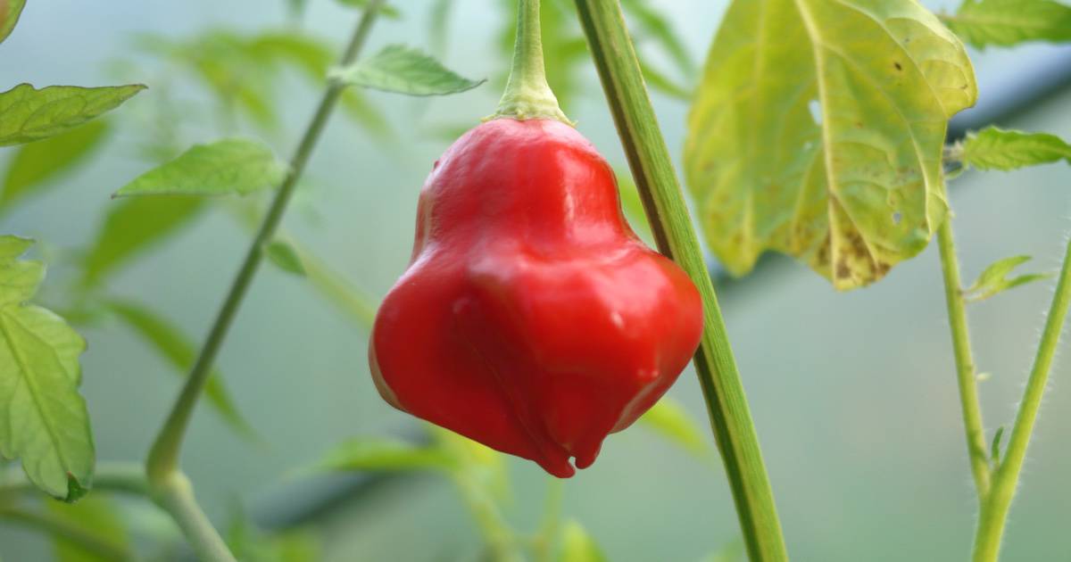 Growing Chillies | Allotment Book