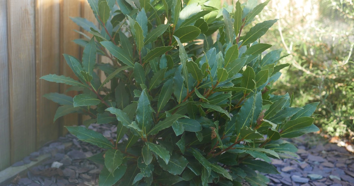 Growing Bay | Allotment Book