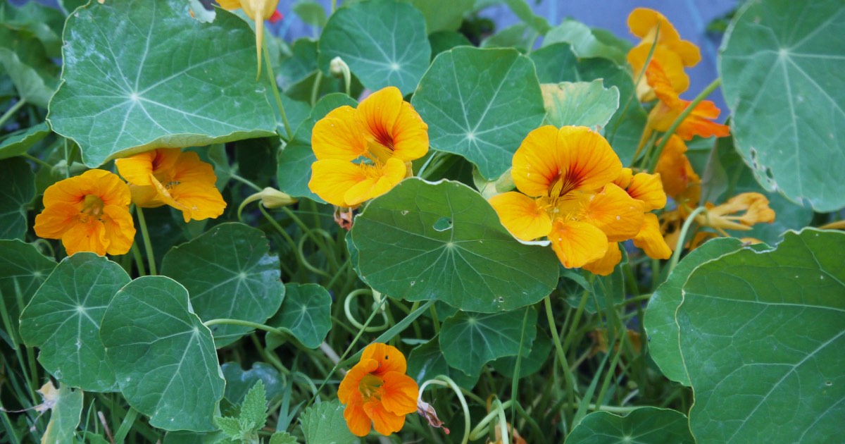 Growing Nasturtium | Allotment Book