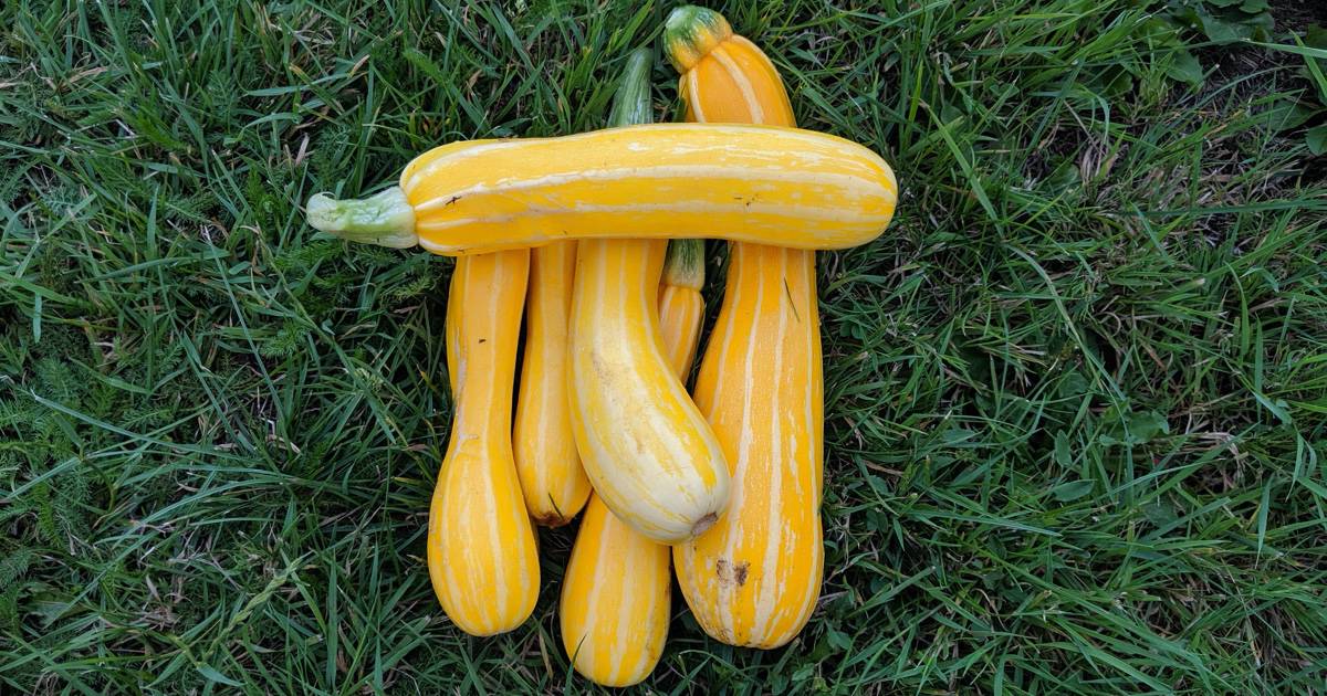 Growing Courgettes | Allotment Book