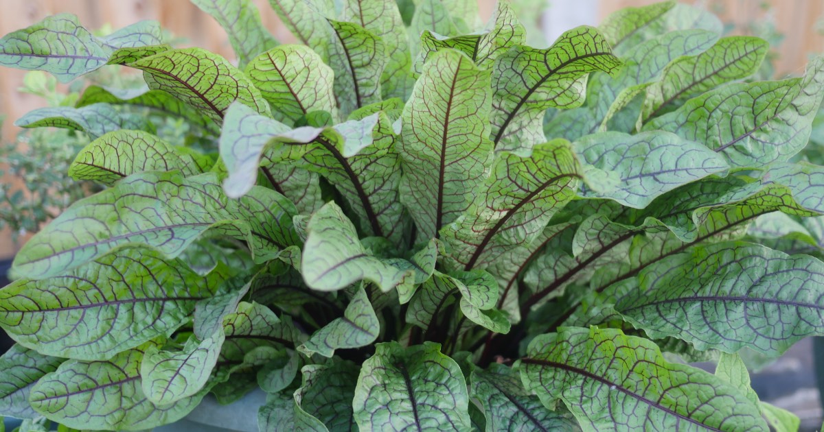 Growing Sorrel | Allotment Book