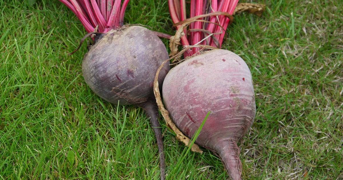 Growing Beetroot | Allotment Book