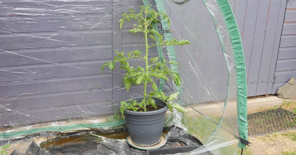 How To Train Tomato Plants | Allotment Book