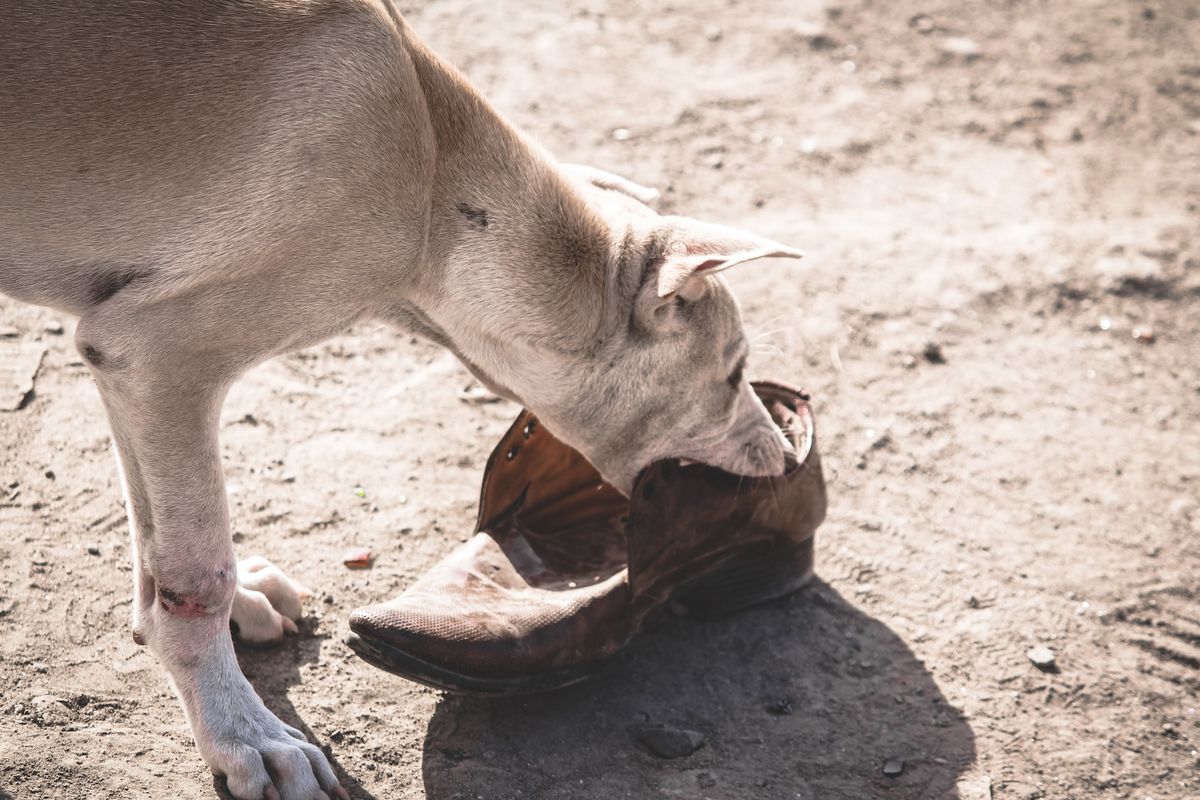 Are You Responsible for Damage Caused by Your Pets? - LrgalFix