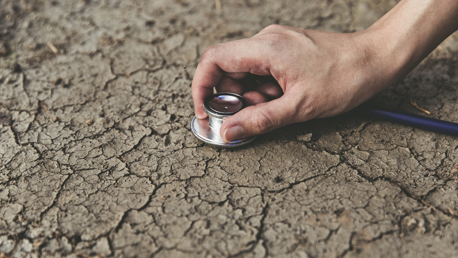 Restoring Soil Health: The Impact of Compost vs. Fertilizer