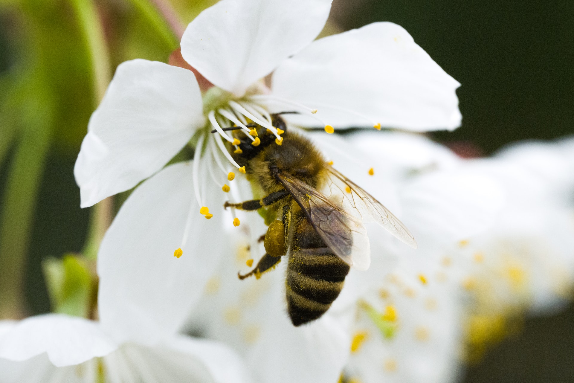 Journée mondiale des abeilles