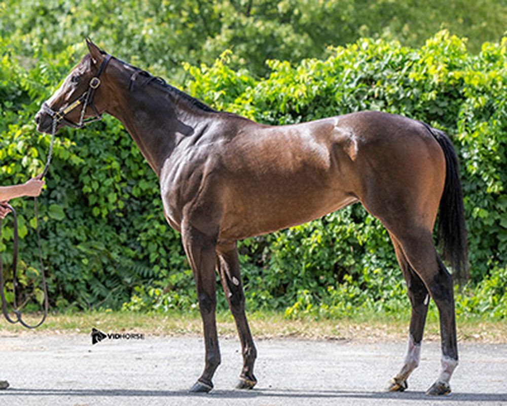 Snow Face Princess Tops August Digital Sale on Fasig-Tipton Digital