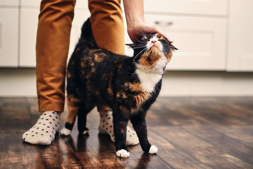 KatKin - A fresh take on cat health – KatKin Club