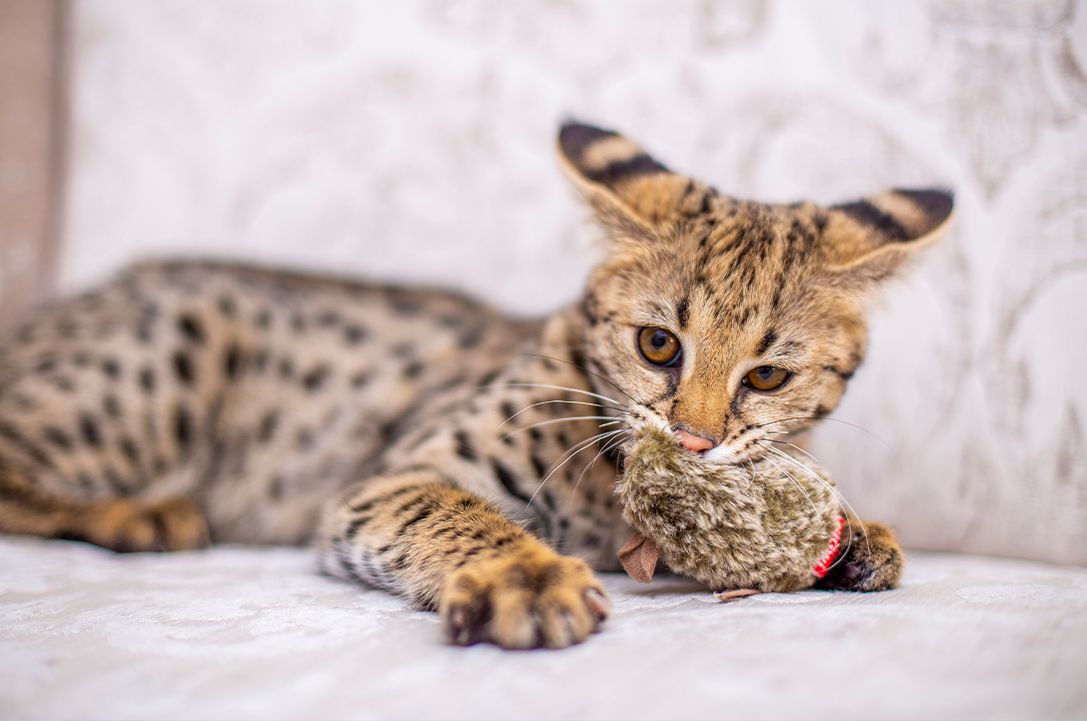 Savannah cat breed - Information & characteristics