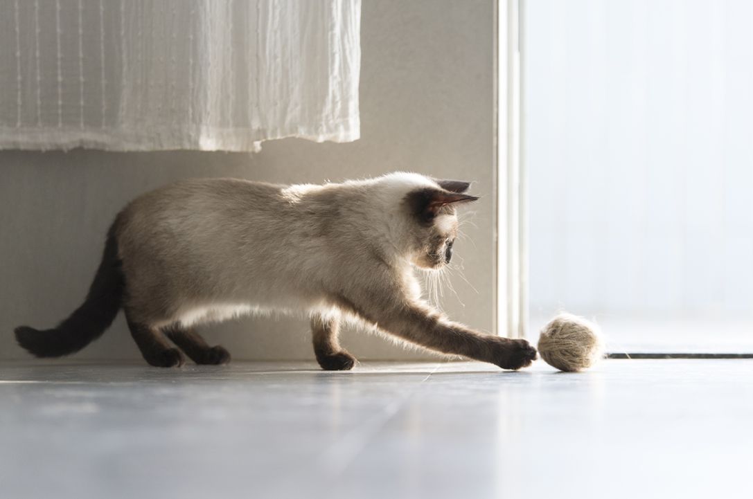 Siamese Cat Breed Information Characteristics