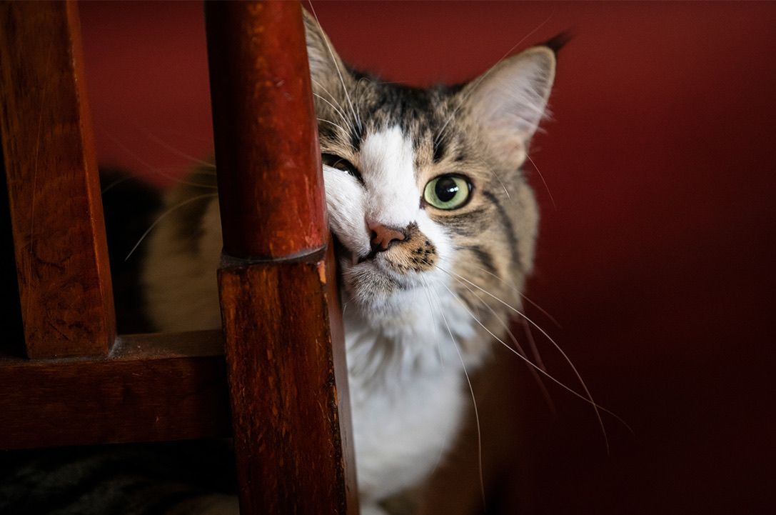Domestic Longhair cat breed - Information & characteristics