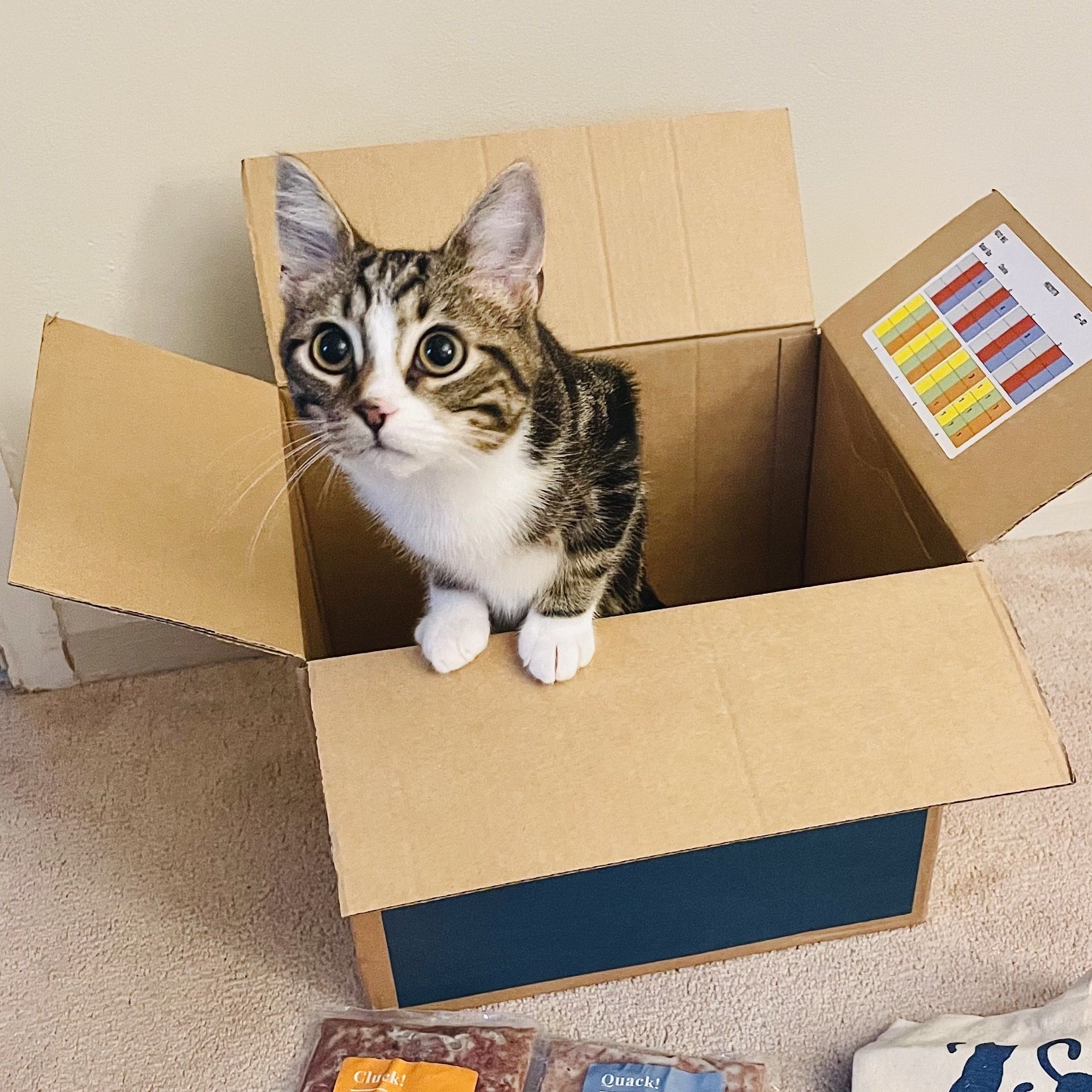 KatKin - A fresh take on cat health – KatKin Club