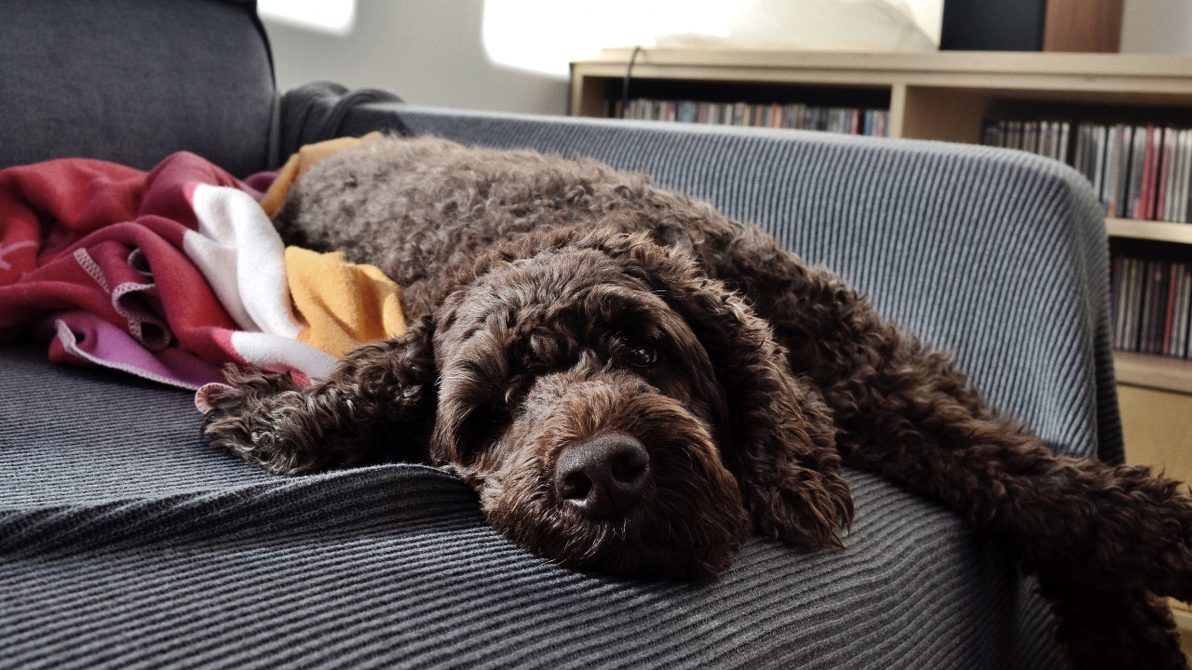 Everything you need to know about Labradoodles | Napo Pet Care