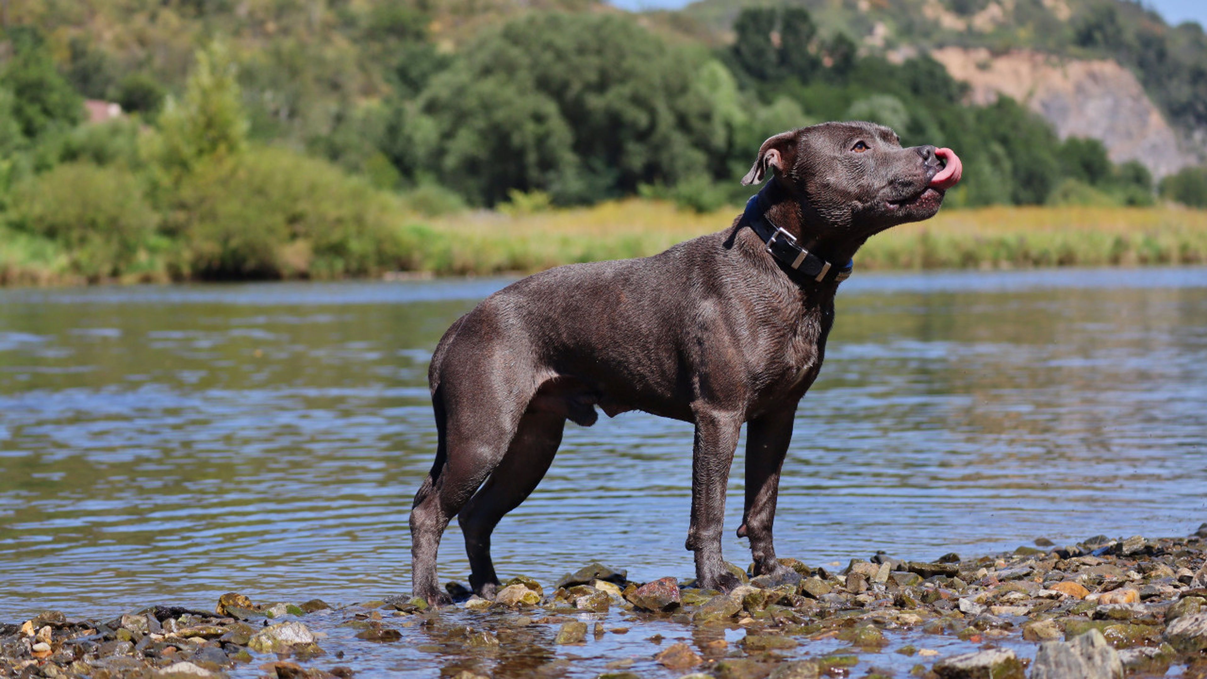 Everything you need to know about Staffordshire Bull Terriers | Napo ...