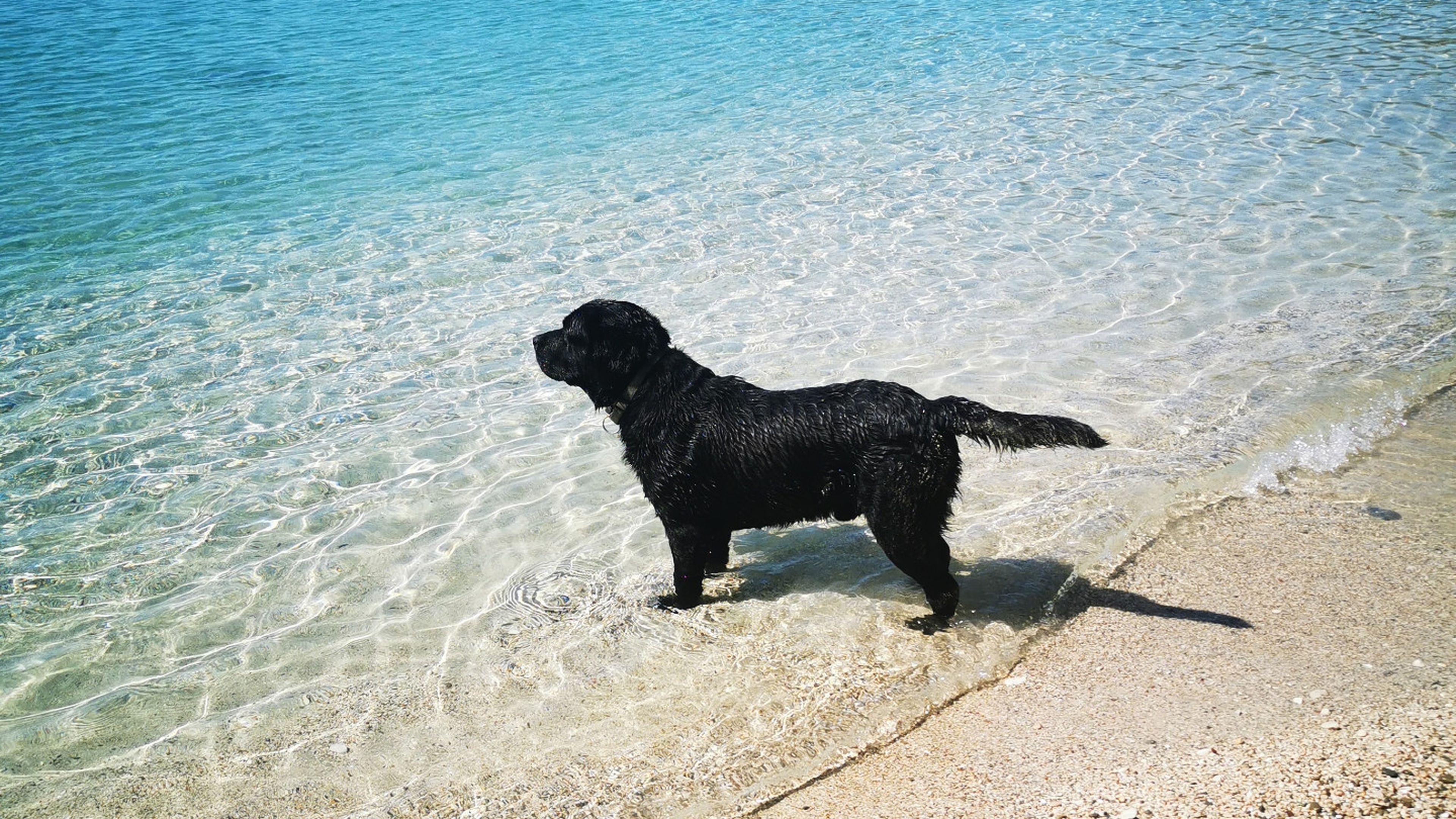 Get comprehensive pet insurance that includes holiday cover | Napo Pet Care