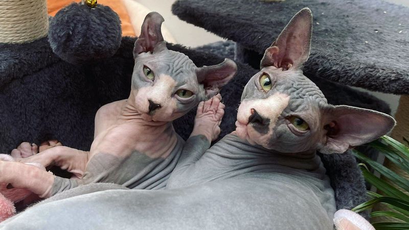 Everything you need to know about: Sphynx Cats | Napo Pet Insurance